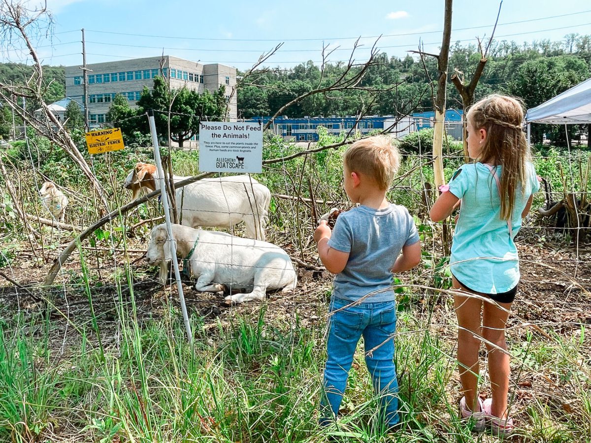 The goats are back in town - Observer-Reporter